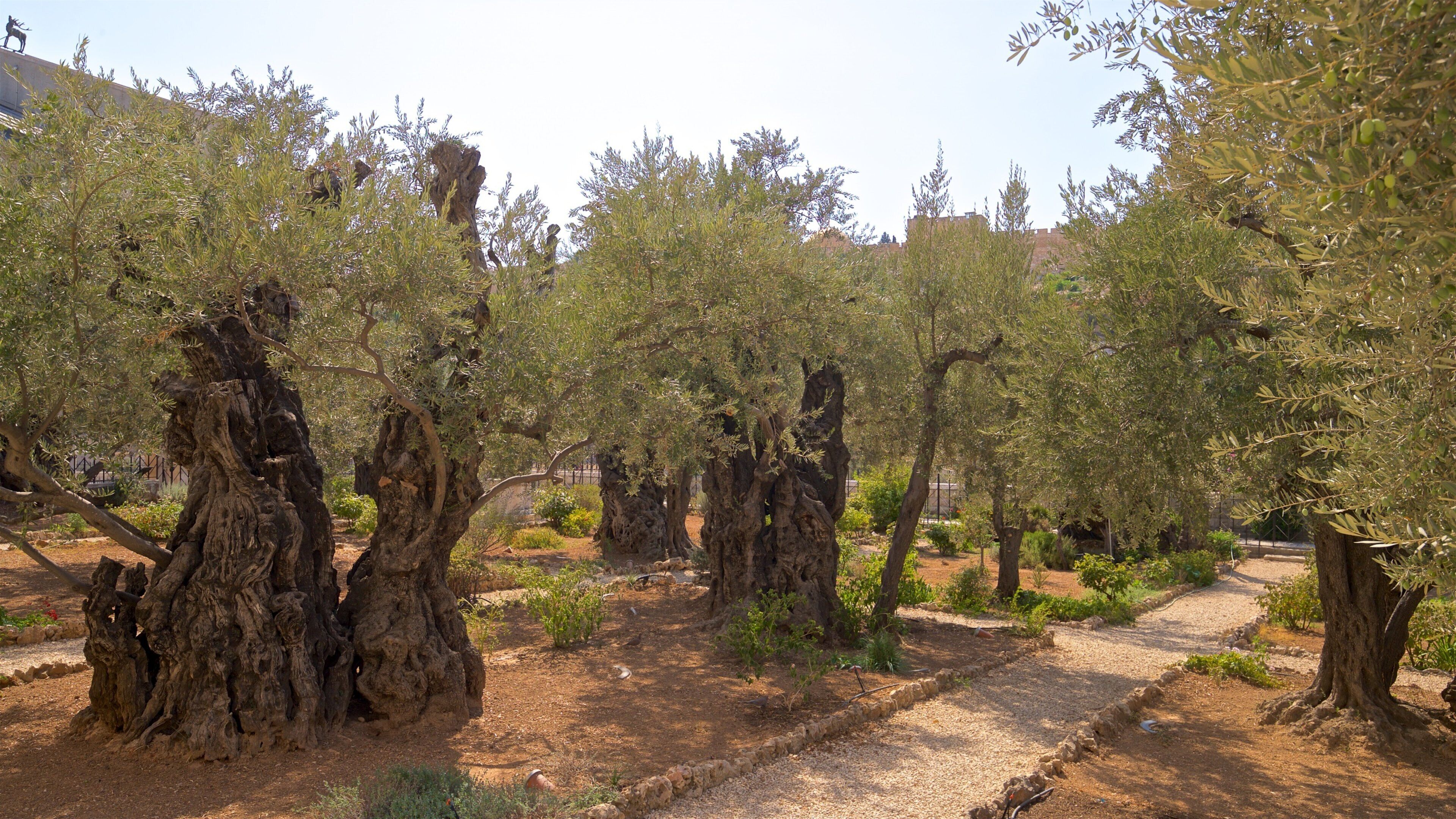 Garden of Gethsemane featuring a park