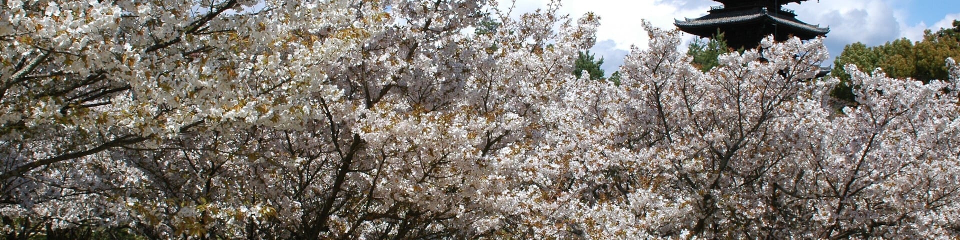 Templo de Ninnaji caracterizando um parque