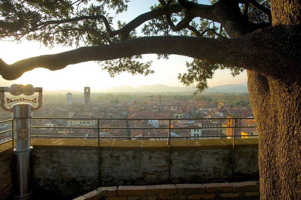 Uma árvore com guarda-corpo de metal, com vista para um horizonte urbano repleto de edifícios e uma torre.