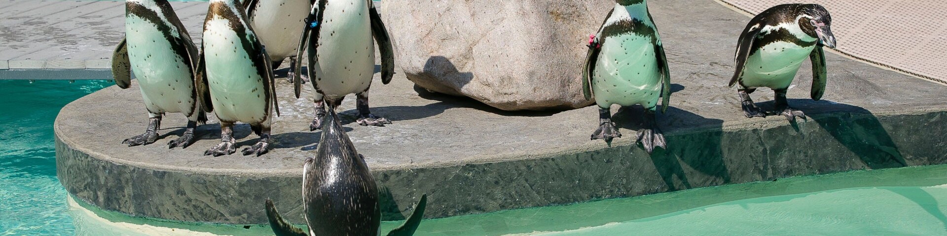 Lincoln Children\'s Zoo which includes bird life and zoo animals