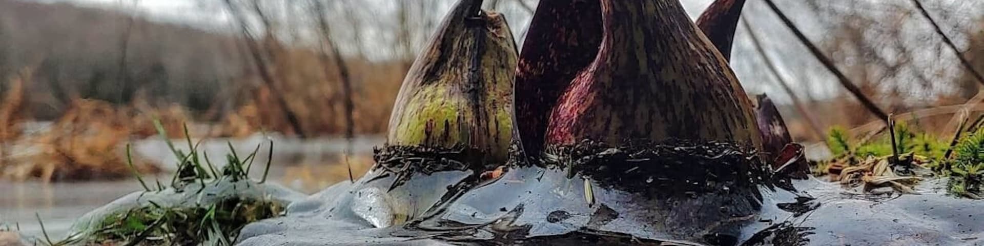 Três estruturas cônicas sobre uma superfície molhada, com um fundo desfocado de árvores sem folhas.