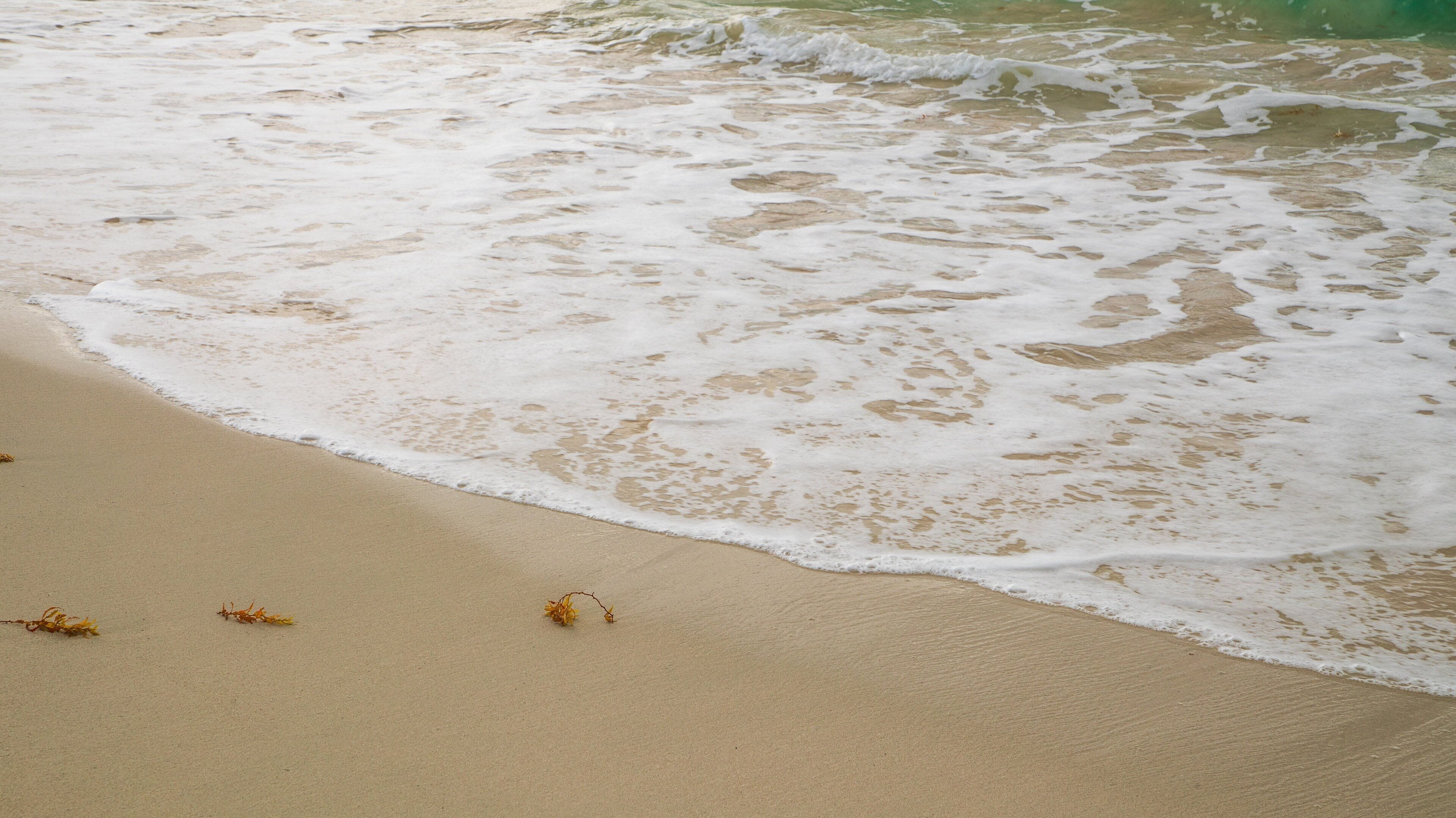 Uma praia arenosa com ondas suaves e algas na costa.