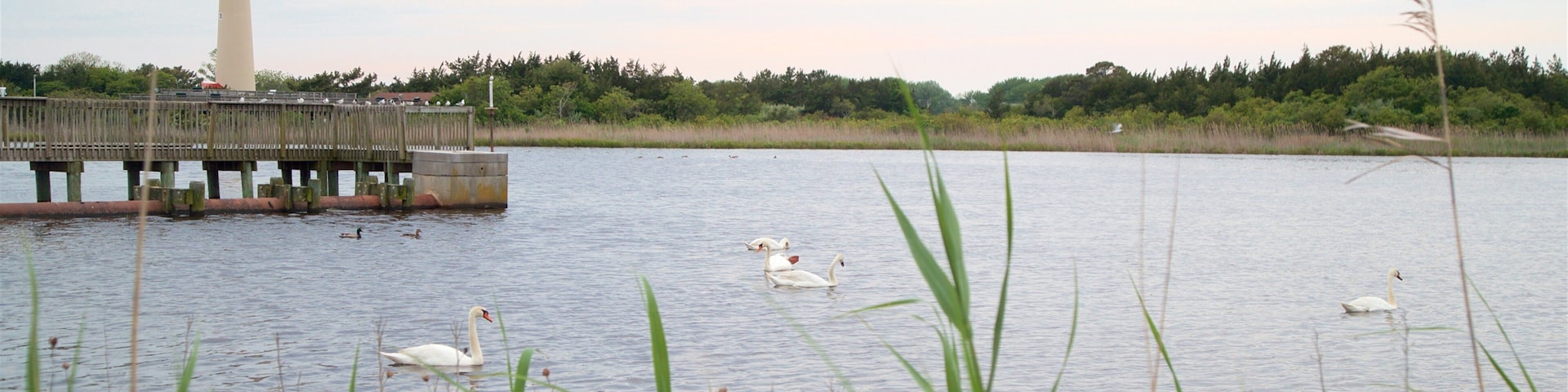 Cape May Point State Park which includes a lighthouse, bird life and a lake or waterhole