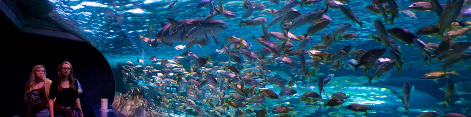 Um aquário com um tanque grande cheio de diversas espécies de peixes.