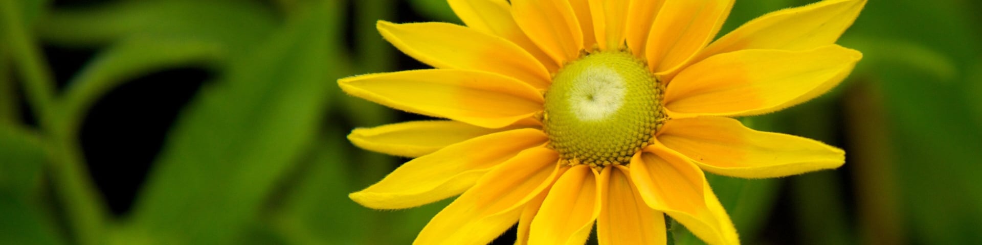 Botaniska Tradgarden mostrando flores