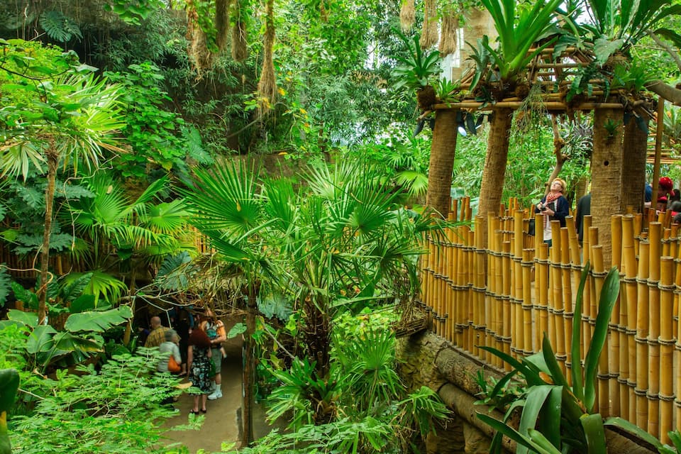 Uma floresta exuberante e densa, com uma ponte de bambu e visitantes caminhando por uma trilha.