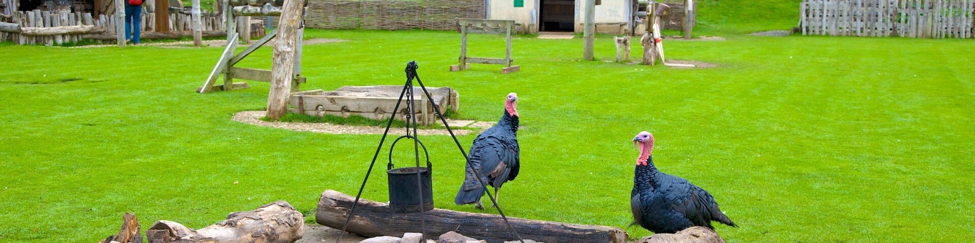 Mountfitchet Castle which includes heritage elements, bird life and a castle