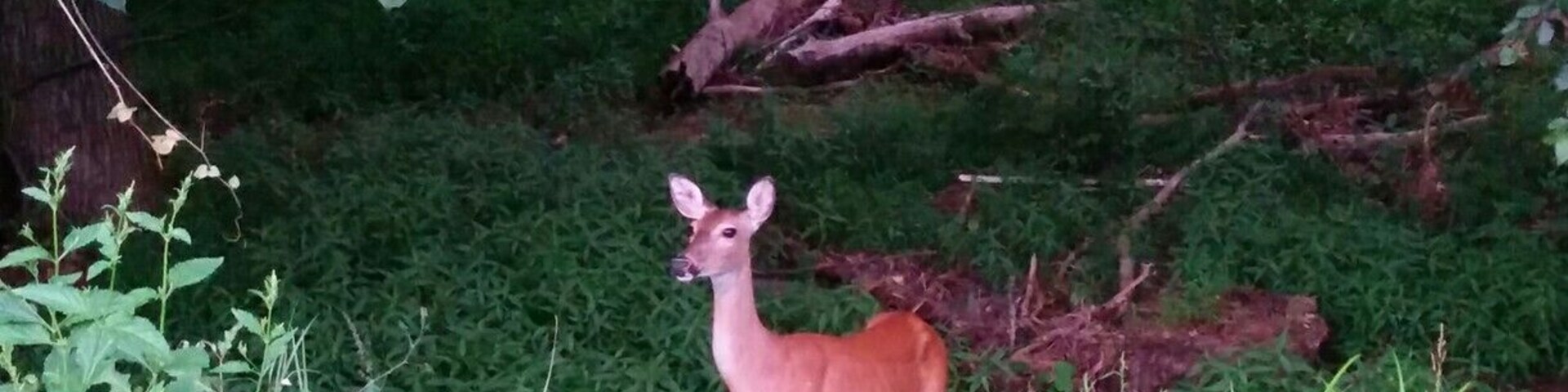 Lots of deer hanging around in the woods.