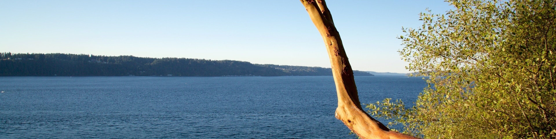 Uma árvore à beira de um lago sob um céu claro.