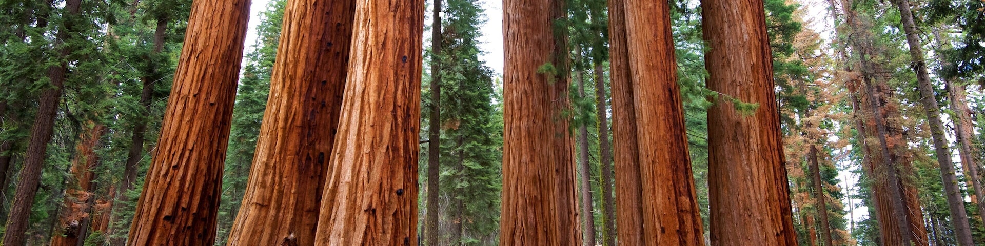 Sequoia National Park mostrando florestas assim como um homem sozinho