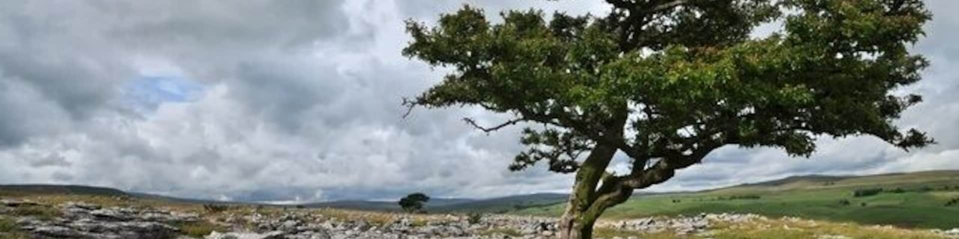 Uma árvore solitária em terreno rochoso sob um céu nublado.