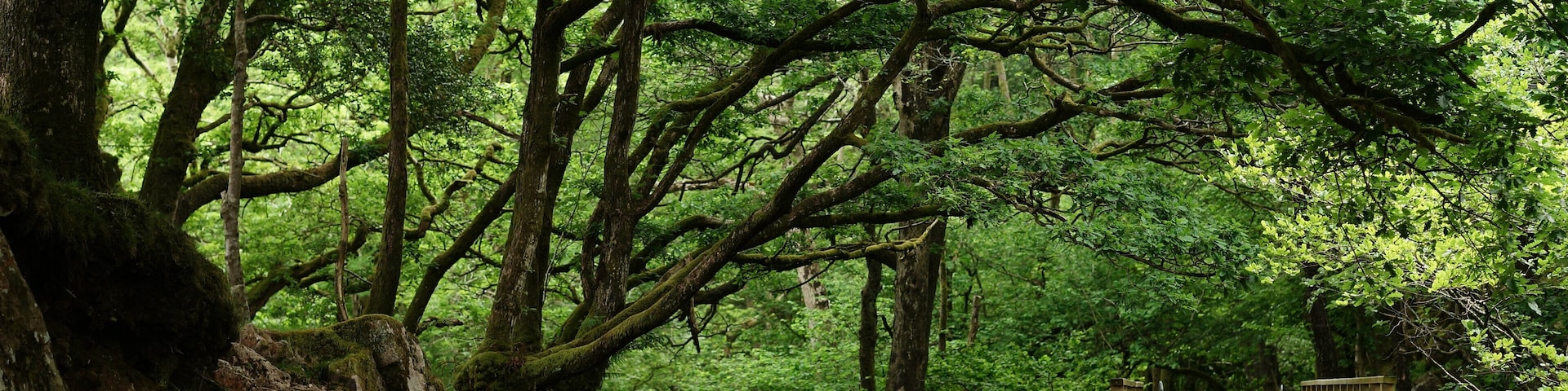 Footbridge at Gill Force in Eskdale, western Lake District National Park, Cumbria, England.