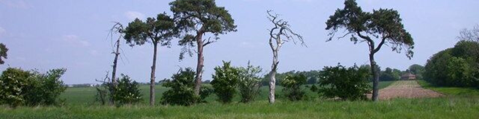 Um campo gramado com uma trilha de terra e várias árvores.