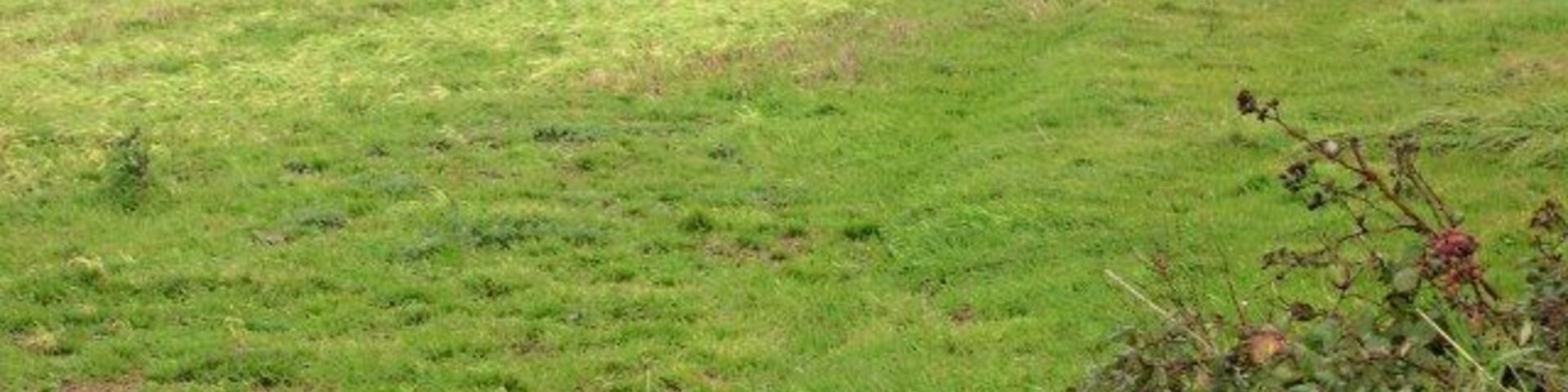 Um campo verde com um corpo d'água ao longe.