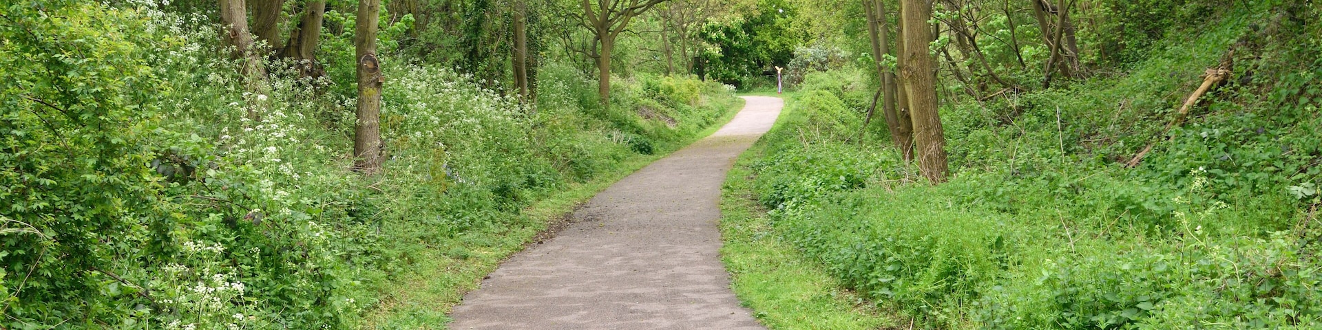Um caminho pavimentado serpenteia por uma área arborizada, com árvores e vegetação exuberante em ambos os lados.