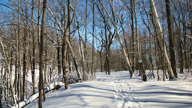 Uma floresta coberta de neve, com árvores desfolhadas e um céu azul límpido.