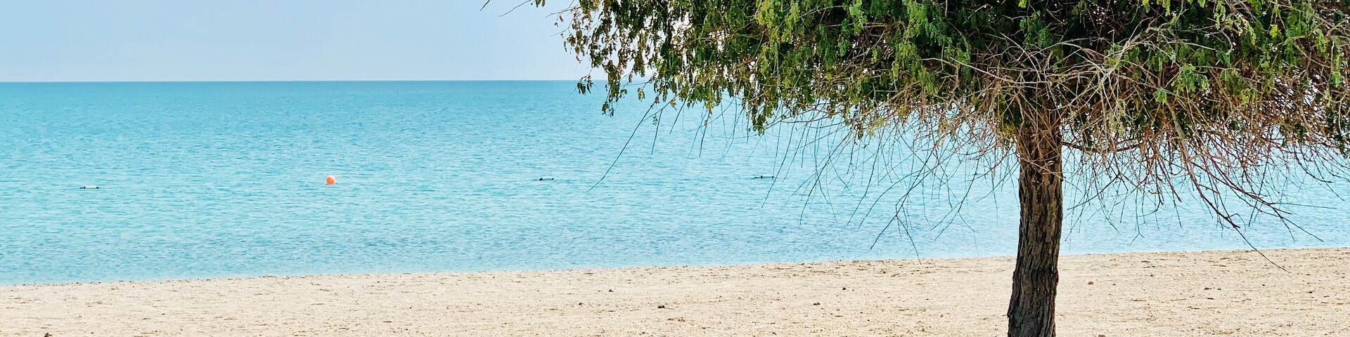 Uma árvore numa praia arenosa, com um mar calmo ao fundo.