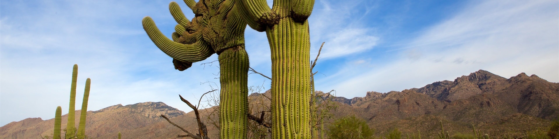 Coronado National Forest featuring mountains and desert views