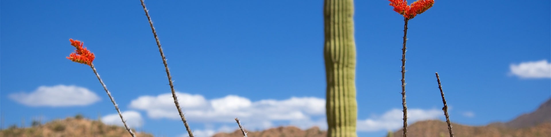 Saguaro National Park which includes desert views and wildflowers
