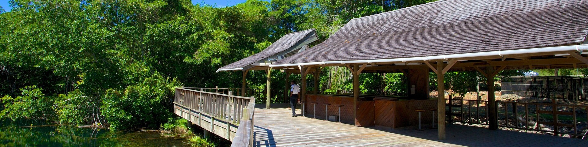 Green Grotto Caves featuring forests and a lake or waterhole