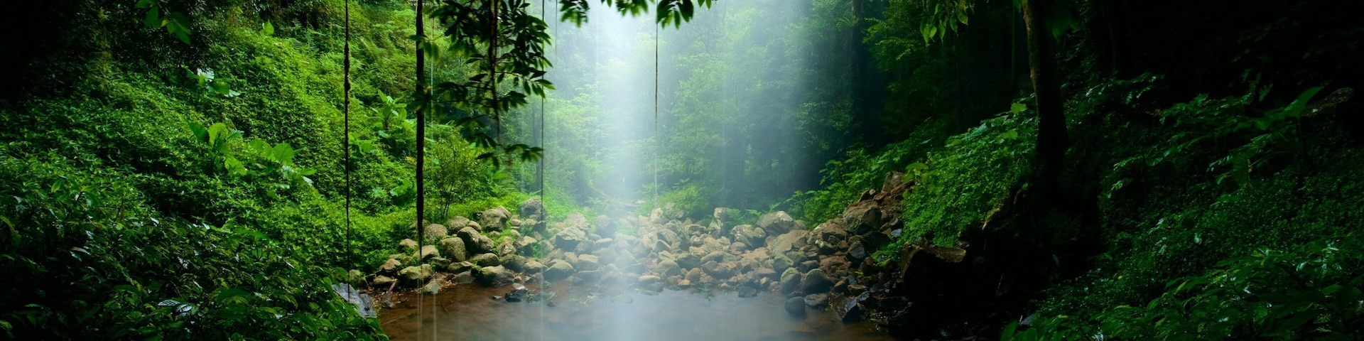 Dorrigo National Park showing a lake or waterhole and forest scenes