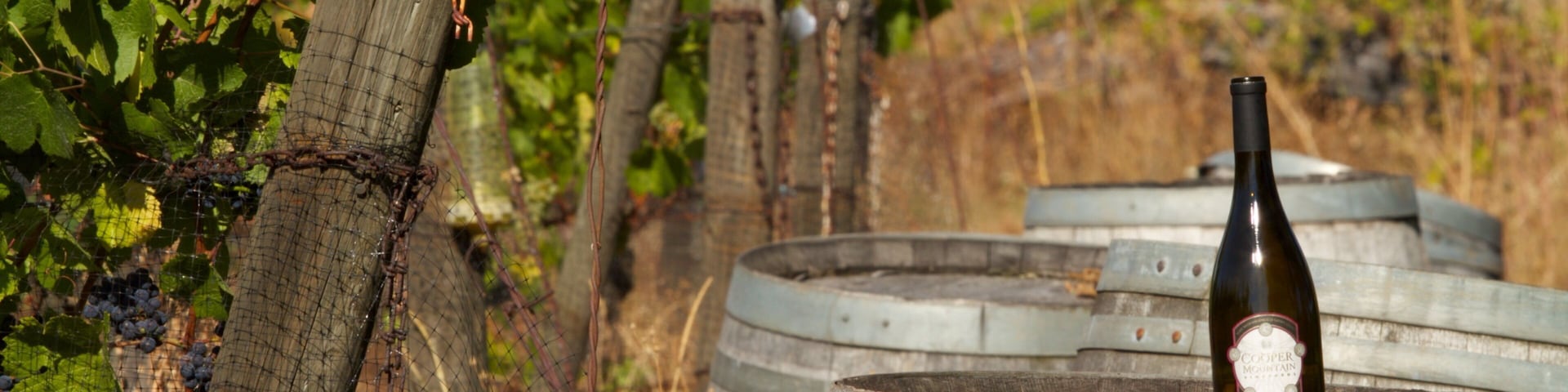Cooper Mountain Vineyards offers a glimpse of wine production in Beaverton, Oregon showcasing lush vineyards and barrels
