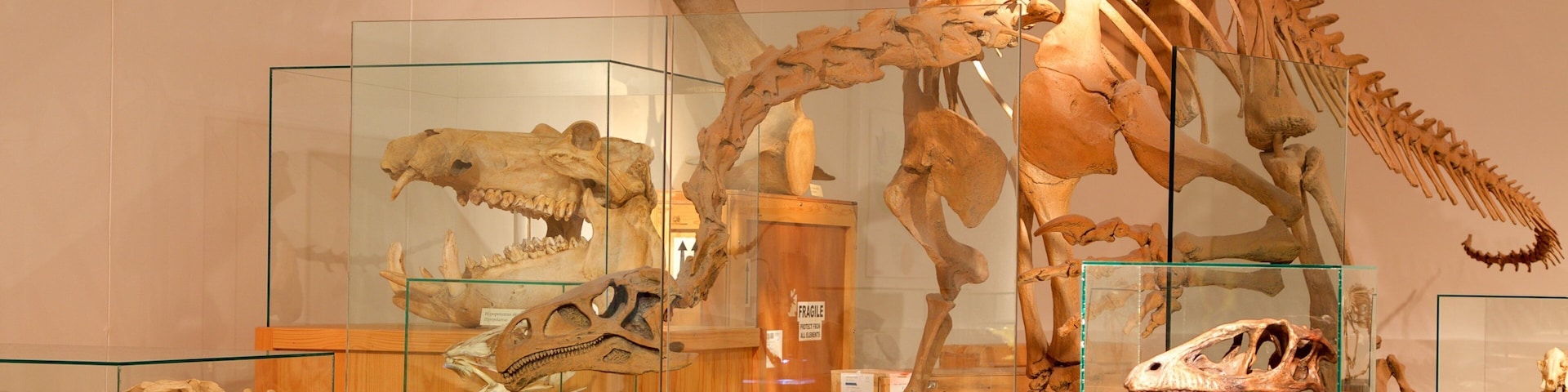 New Walk Museum caracterizando vistas internas