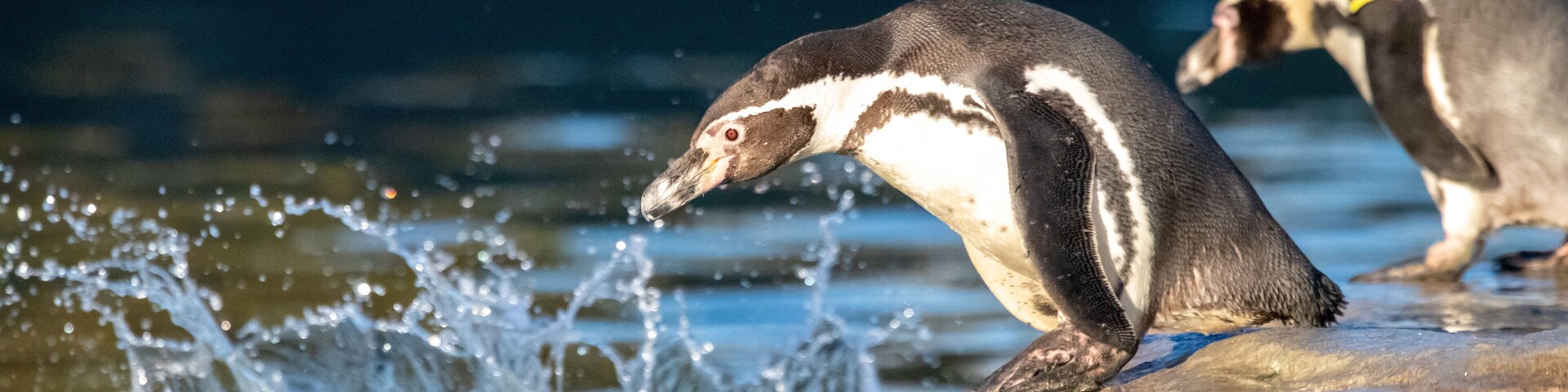 Dois pinguins em uma rocha com água espirrando ao redor.