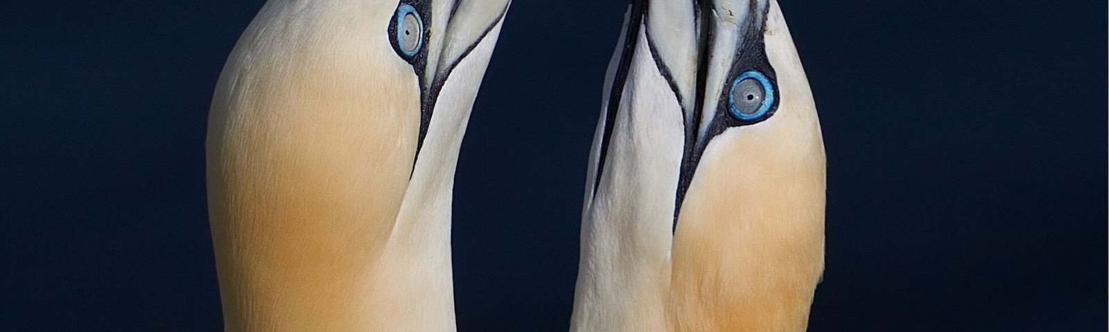 Gannets courtship.