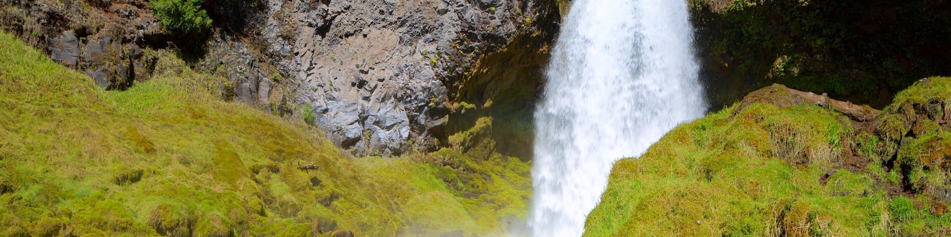 Willamette Valley which includes rainforest and a waterfall