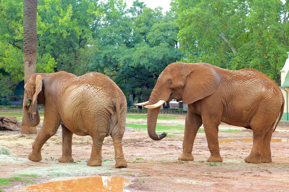 Dois elefantes em um recinto de zoológico, com árvores e um edifício ao fundo.