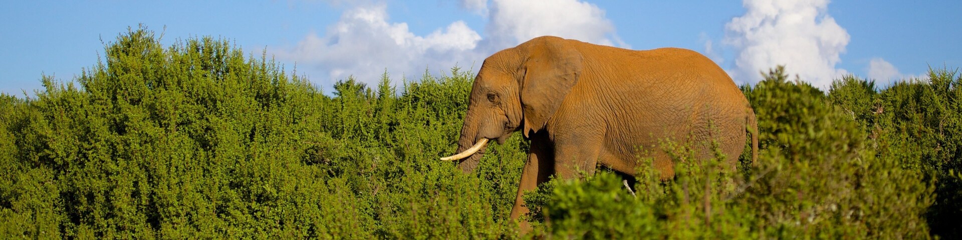 Um elefante em uma floresta verde densa, com céu azul límpido e nuvens brancas e fofas.