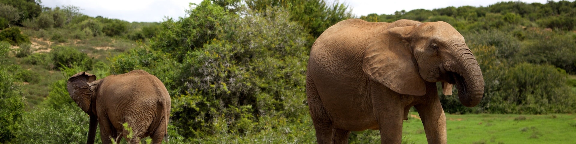 Addo Elephant National Park featuring land animals and a park