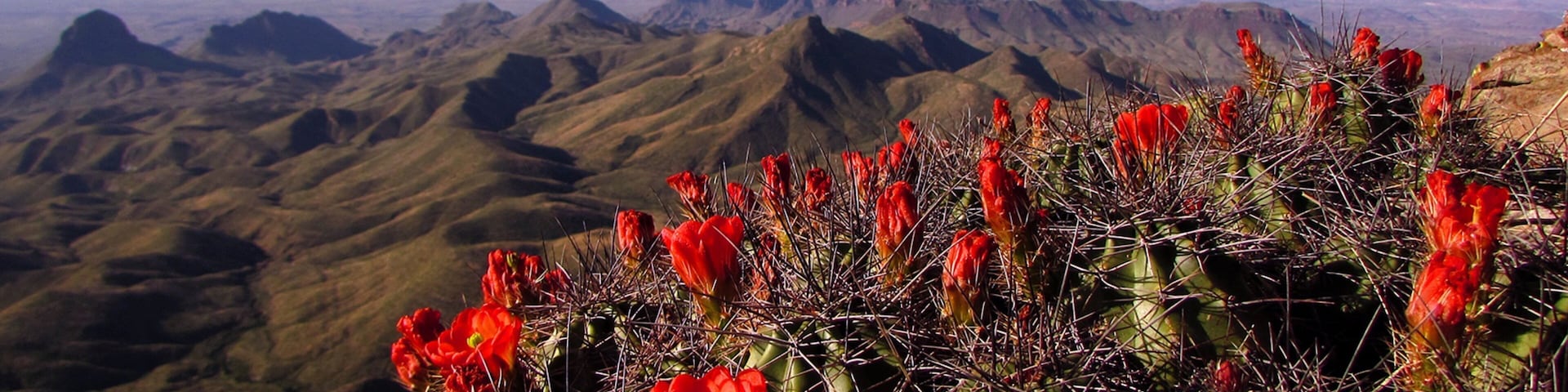 Um cacto com flores vermelhas e uma paisagem montanhosa ao fundo.