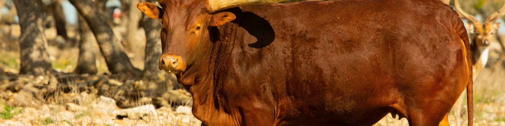 Natural Bridge Wildlife Ranch featuring land animals