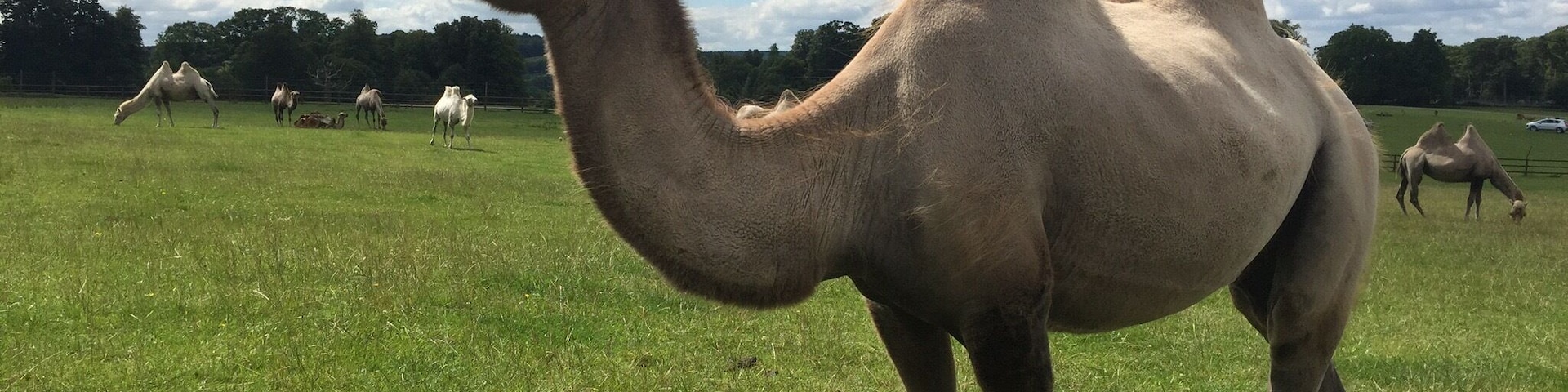 Um camelo em um campo gramado, com outros camelos ao fundo.