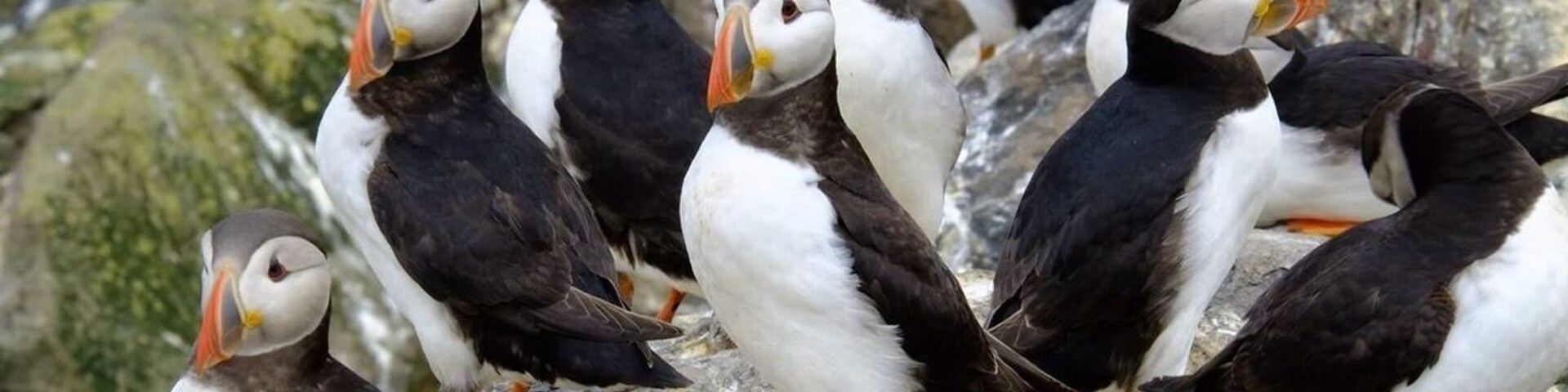 Puffins spend most of the year out at sea and come back to land during the breading season
