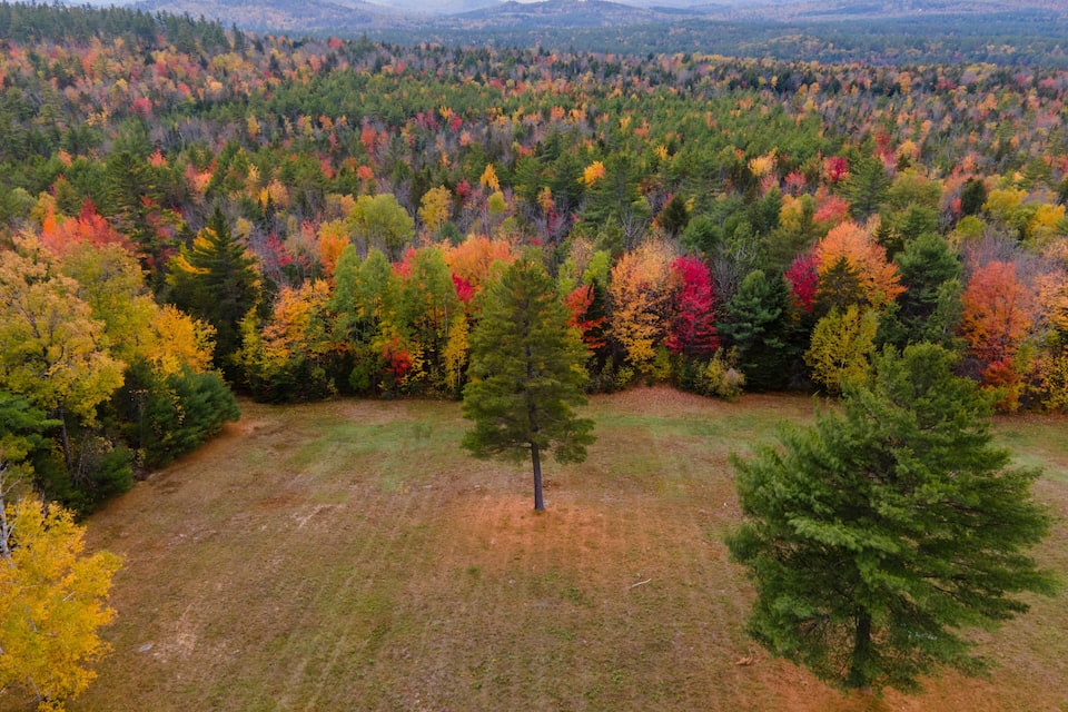 Uma floresta com folhagem de outono.