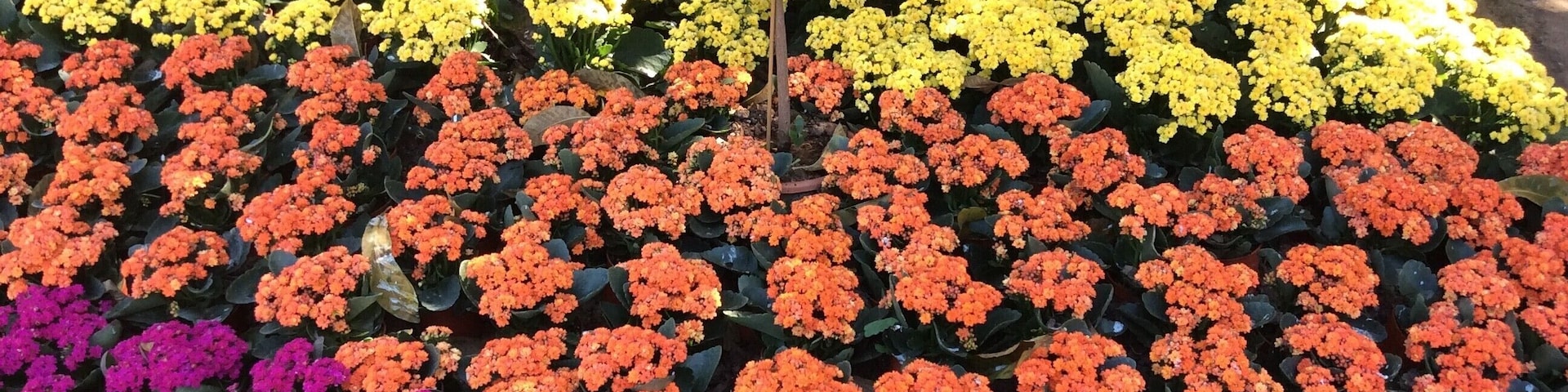 Flower festival in late Dec and Jan every year. No entrance fee.