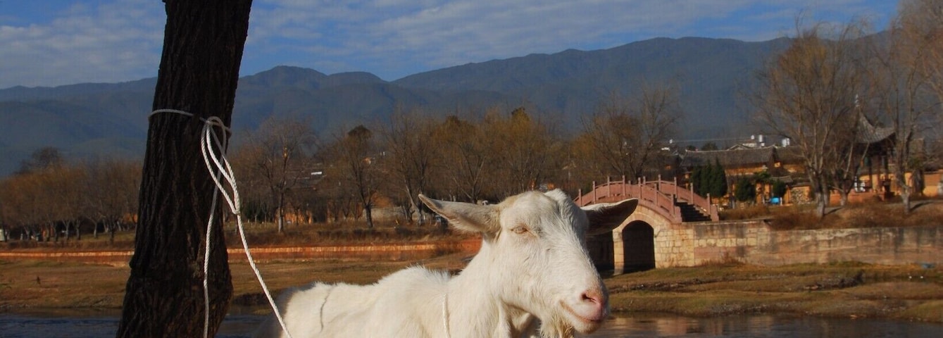 Uma cabra branca presa a uma árvore por uma corda, em um caminho de terra ao lado de um corpo d'água, com montanhas ao fundo.