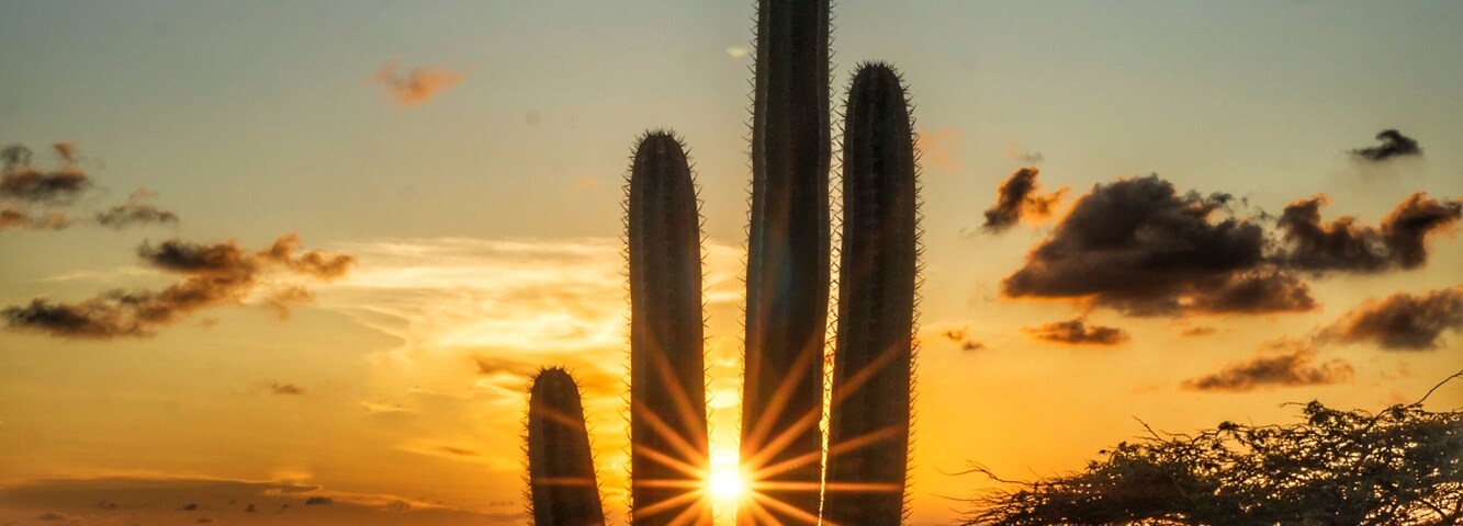 Um cacto ao pôr do sol perto da água.