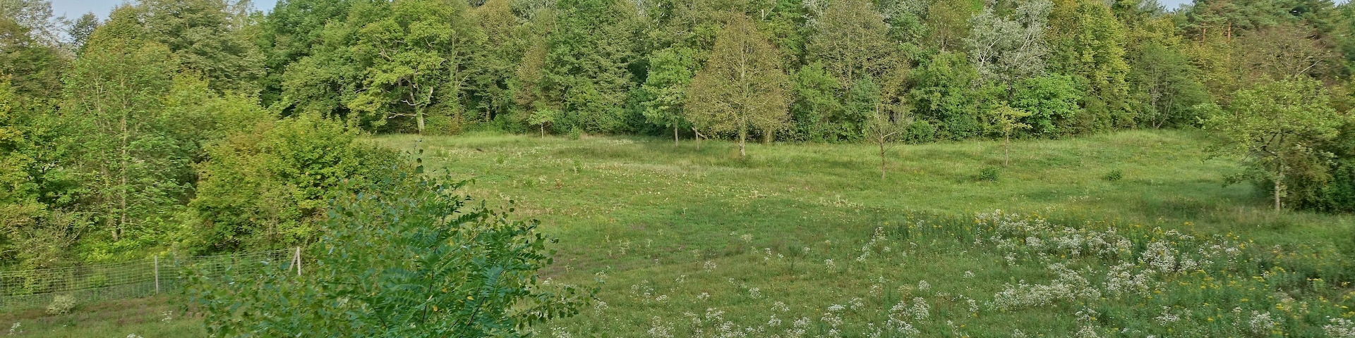 Halbtrockenrasen mit gebüschreichen Übergangsbereichen