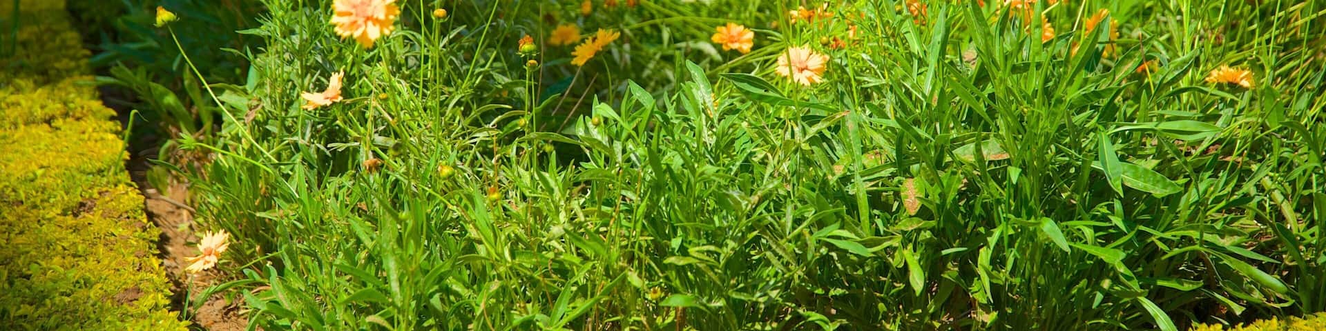 Plaza Colon showing flowers and a garden