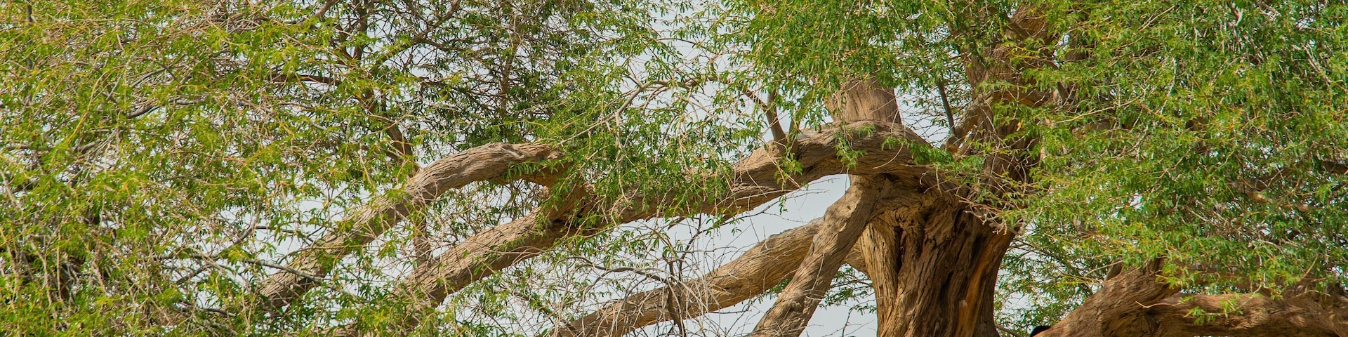 Tree of Life showing a park