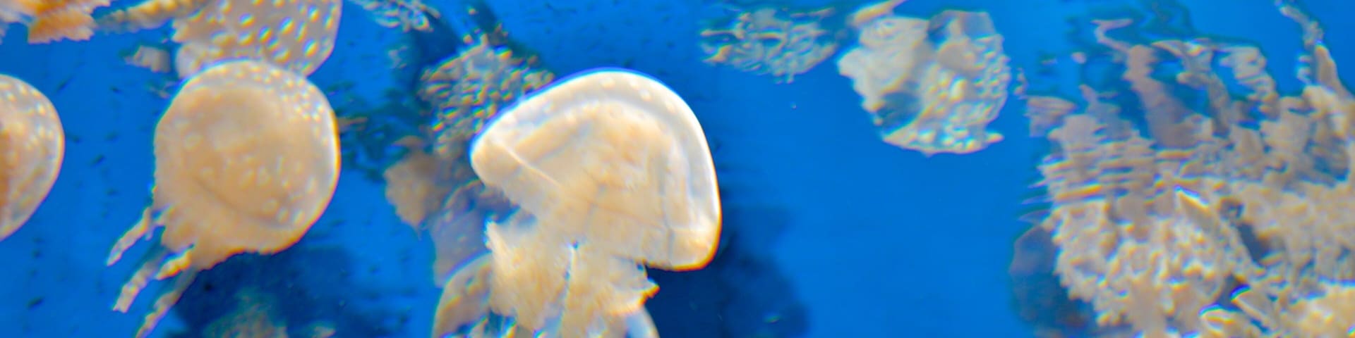 Miyajima Aquarium featuring marine life