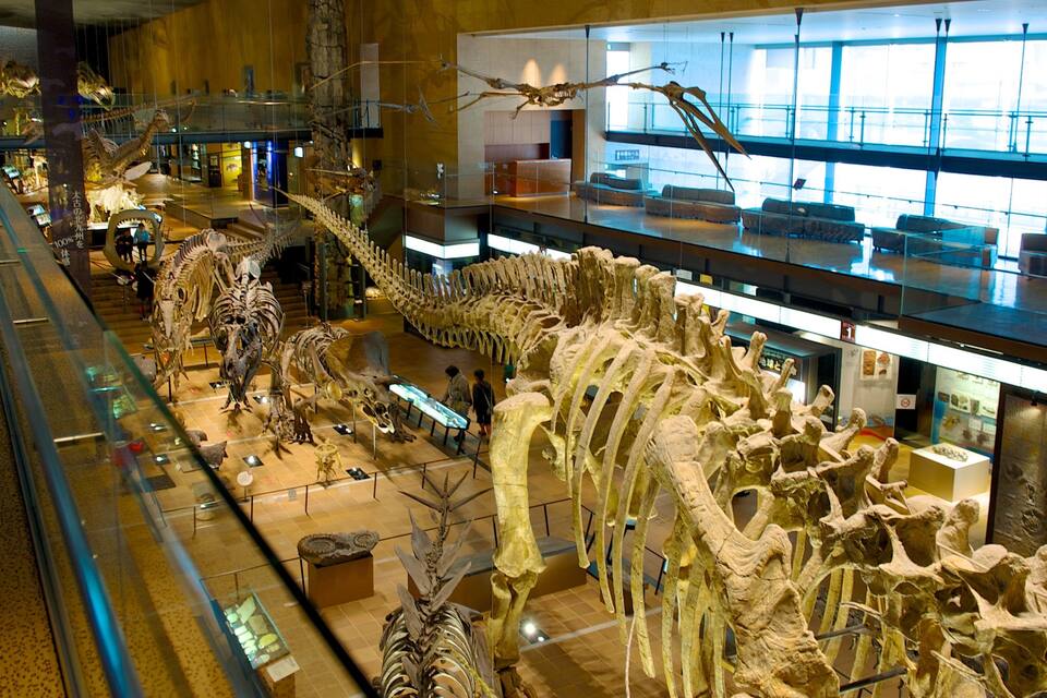Um museu com esqueletos de dinossauros em exposição.