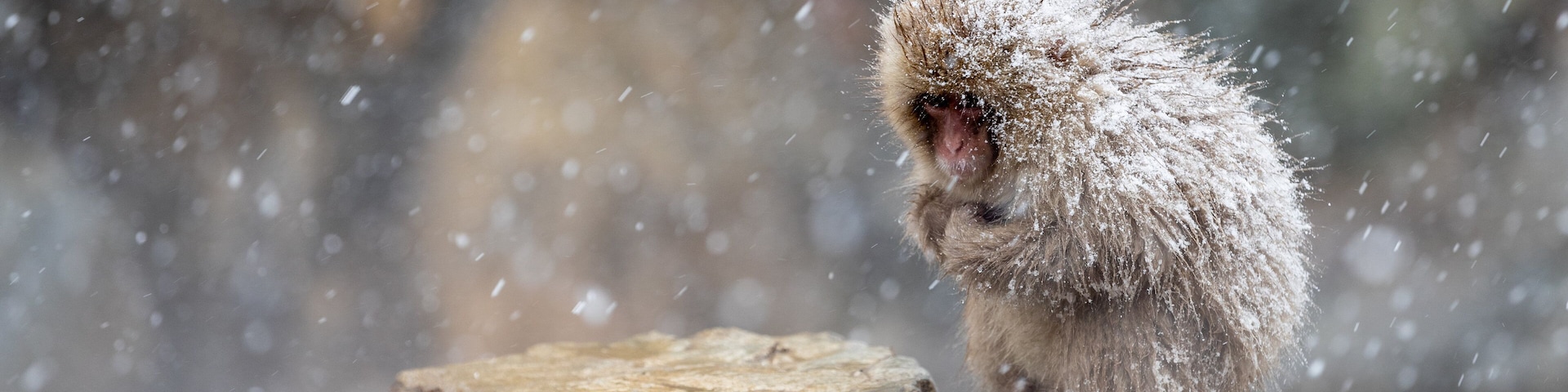 Jigokudani Monkey Park featuring snow and cuddly or friendly animals