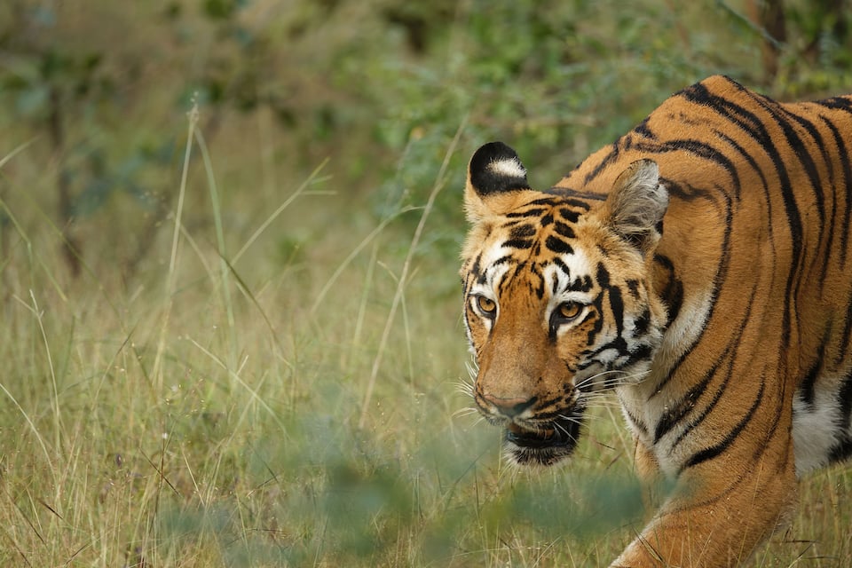 Um tigre em um campo gramado.