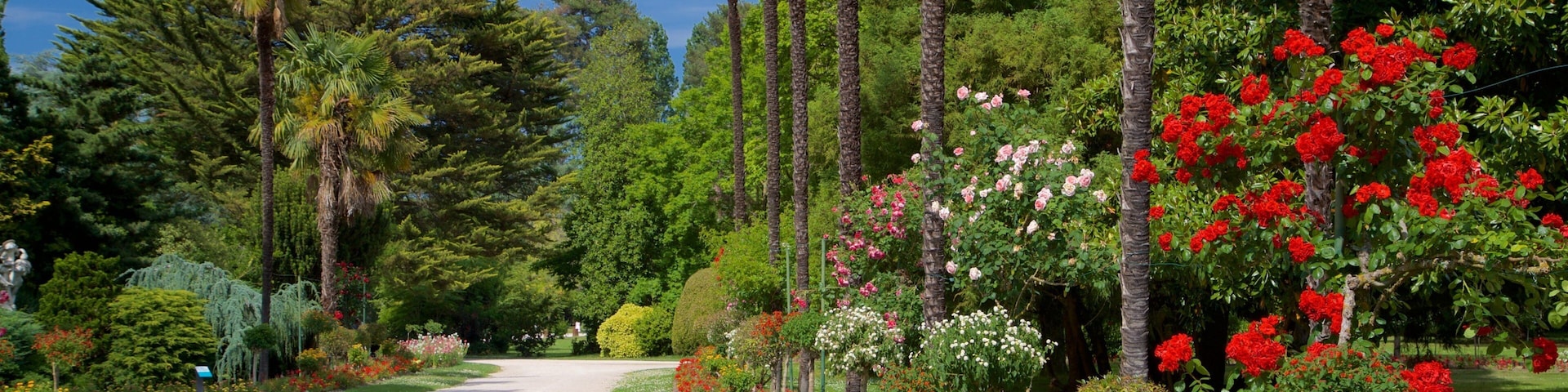 Massey Garden showing wildflowers and a park