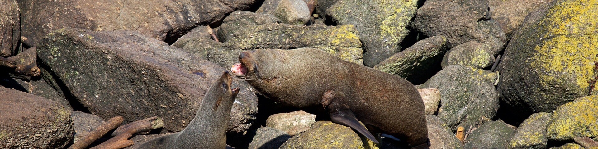 Tauranga Bay Seal Colony mostrando litoral acidentado e vida marinha